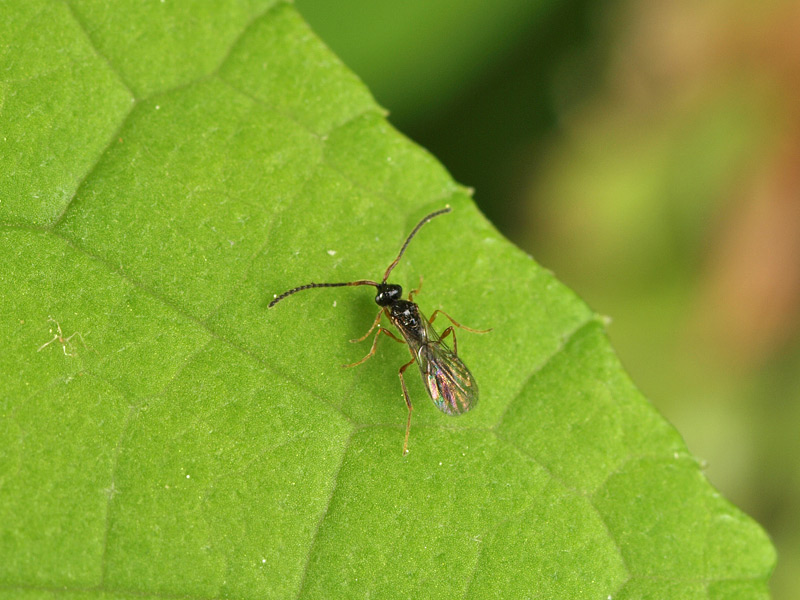 ハエヤドリクロバチ科Belytinaeの1種 4576 : 小さき者たちの世界