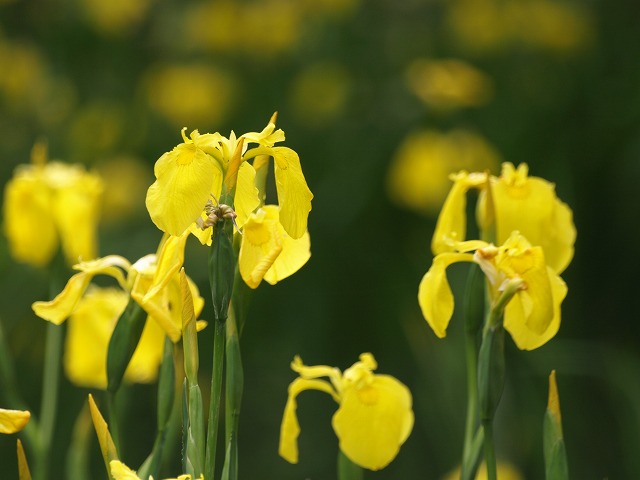 『黄菖蒲（キショウブ）の花と･････♪^^』 : 自然風の自然風だより