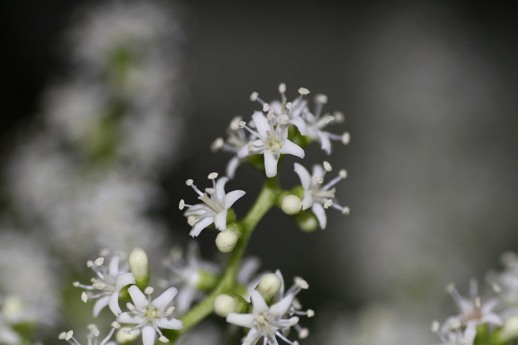 カキノキダマシって知ってる？ : 手のじ行くバイ