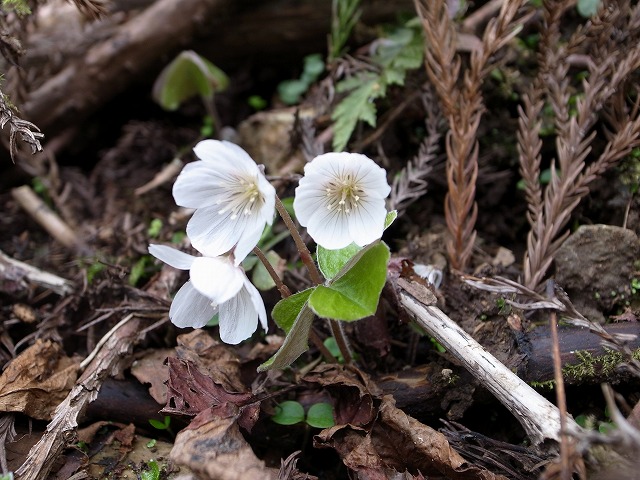 坂の谷林道を歩く その2 : 森のことば、ことばの森