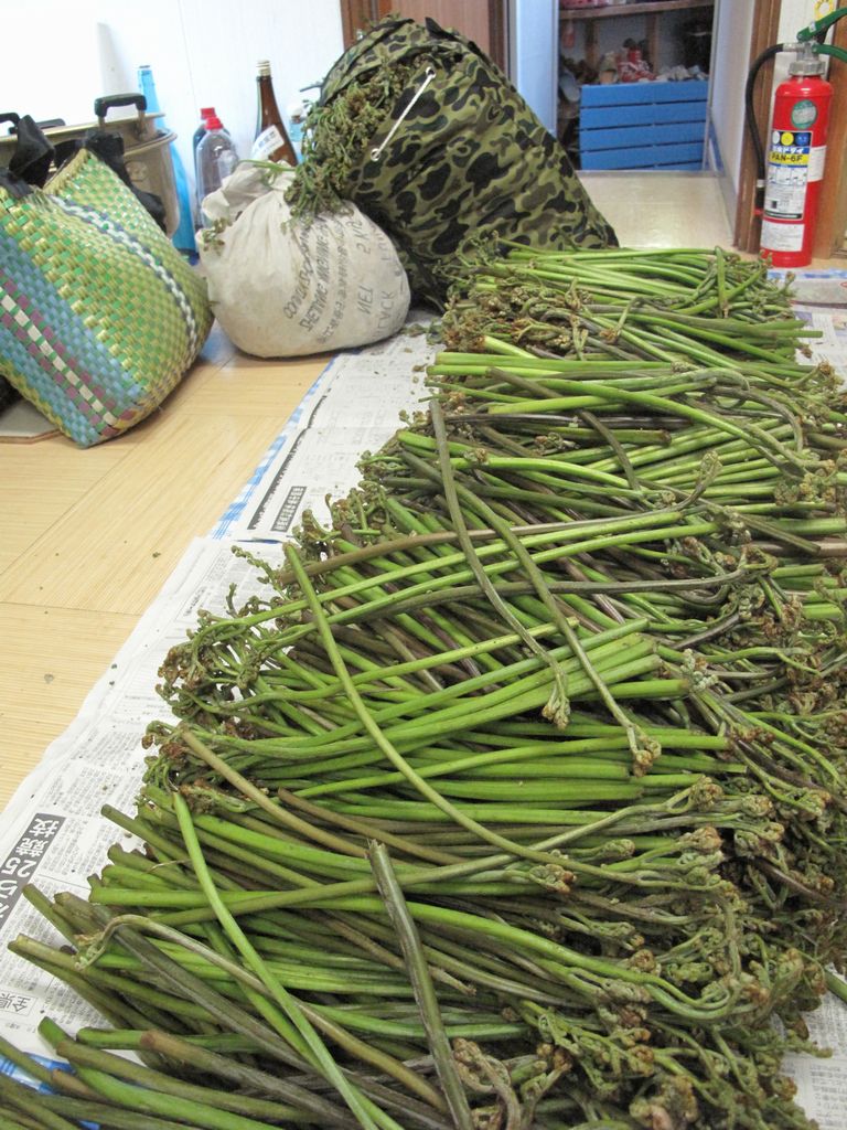 春のもの採りラストスパート : 三平の四季 | やどや三平のブログ