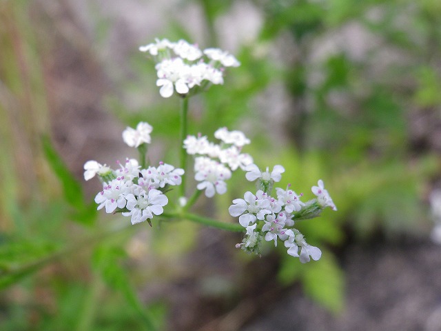 『藪虱（ヤブジラミ）の花 風に揺れて愛らしく・・・・・^^』 : 自然風の自然風だより