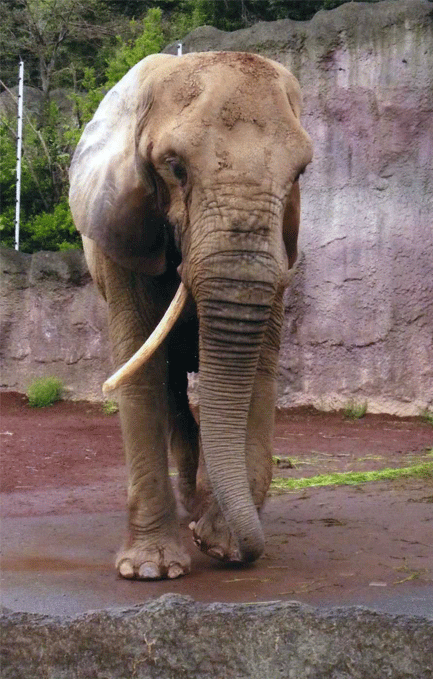 多摩の象は孤独だ : 独居老人奮闘記