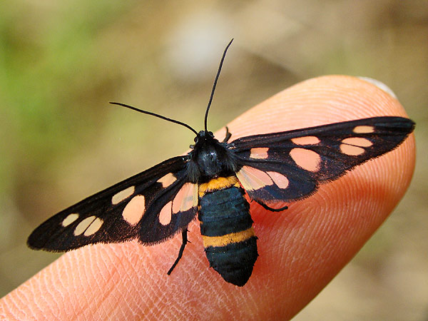 カノコガ図鑑・イカリモンガ図鑑 : 一寸の虫にも五分の魂