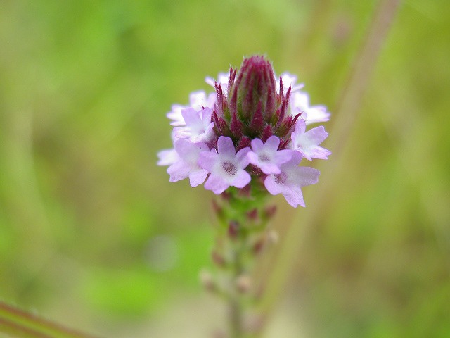 『河川敷のクマツヅラ（バーベナ）達』 : 自然風の自然風だより