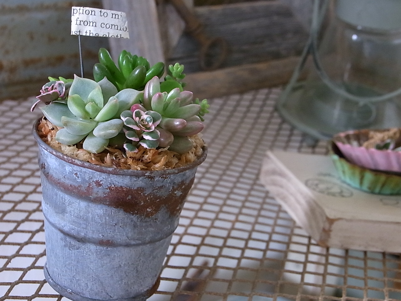 寄せ植えアレンジ☆アンティークブリキ缶B25 : 多肉植物garden 寄せ植えアレンジ☆アンティークブリキ缶B25 : 多肉植物garden