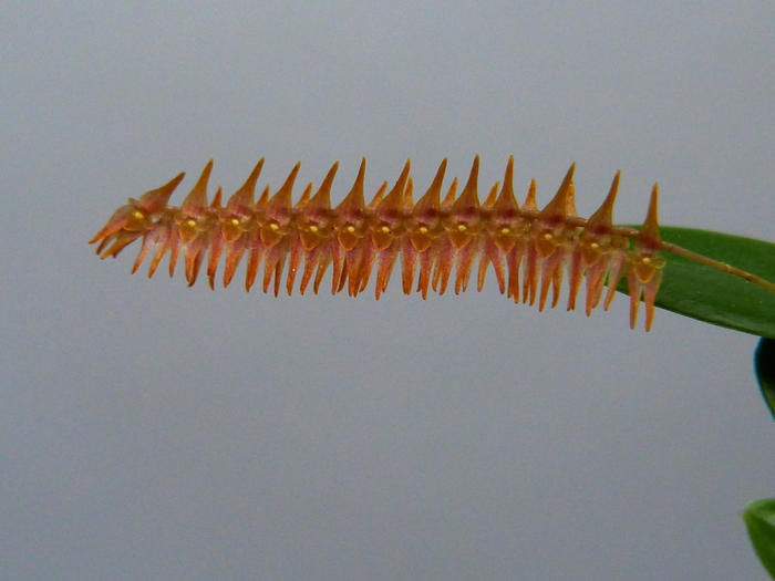 Lepanthopsis acuminata 'Fox Den' : 花咲か父さん 洋らん栽培