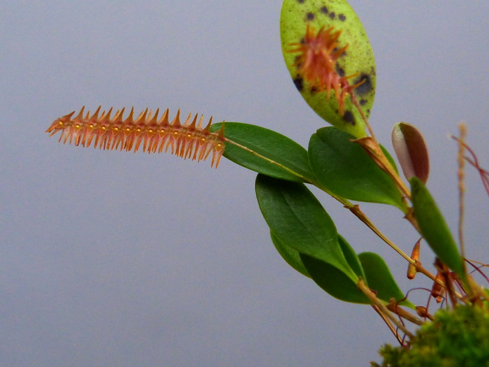 Lepanthopsis acuminata 'Fox Den' : 花咲か父さん 洋らん栽培