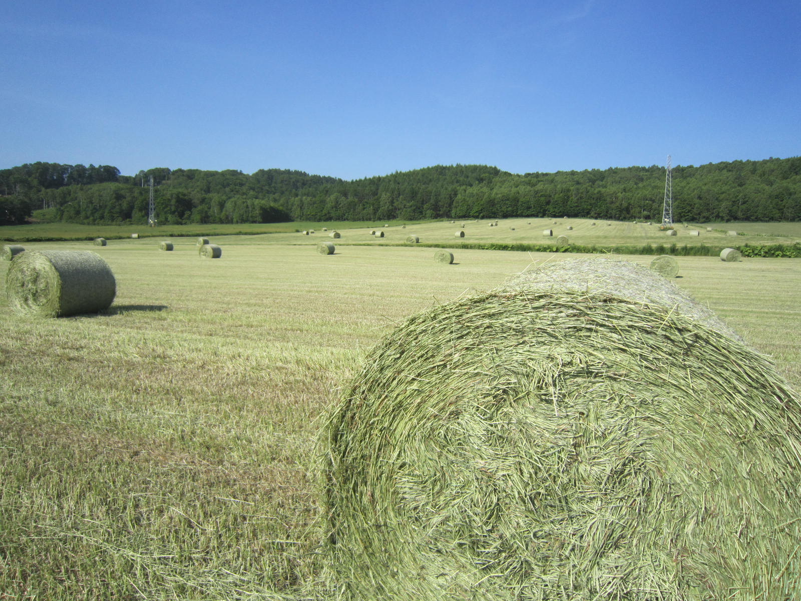 6月27日 音威子府村〜比布町 : ひとりたび―日本の南から北へ