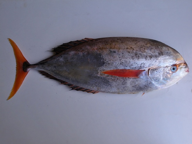 Luvarus imperialis : ユーラシア大陸果ての定置網