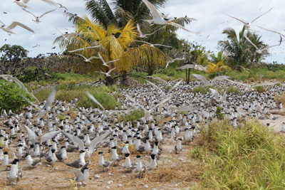 続HELEN REEF TOUR PALAU/HELEN : たのしくいこぉ