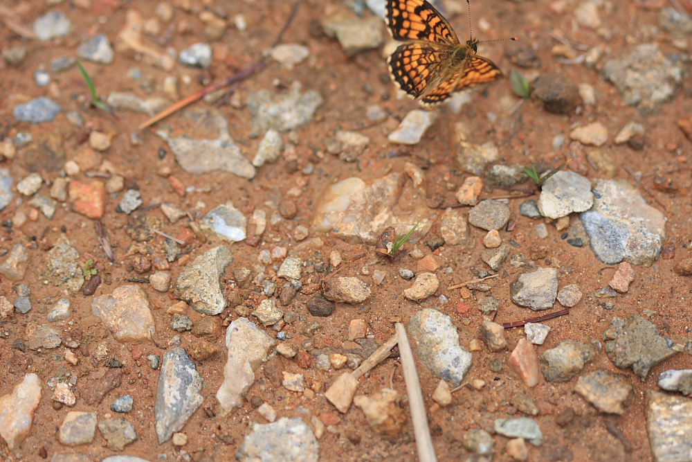韓国の夏の蝶⑲ウスイロヒョウモンモドキMelitaea protomedia : TRAVEL FOX 蝶にまつわるetc