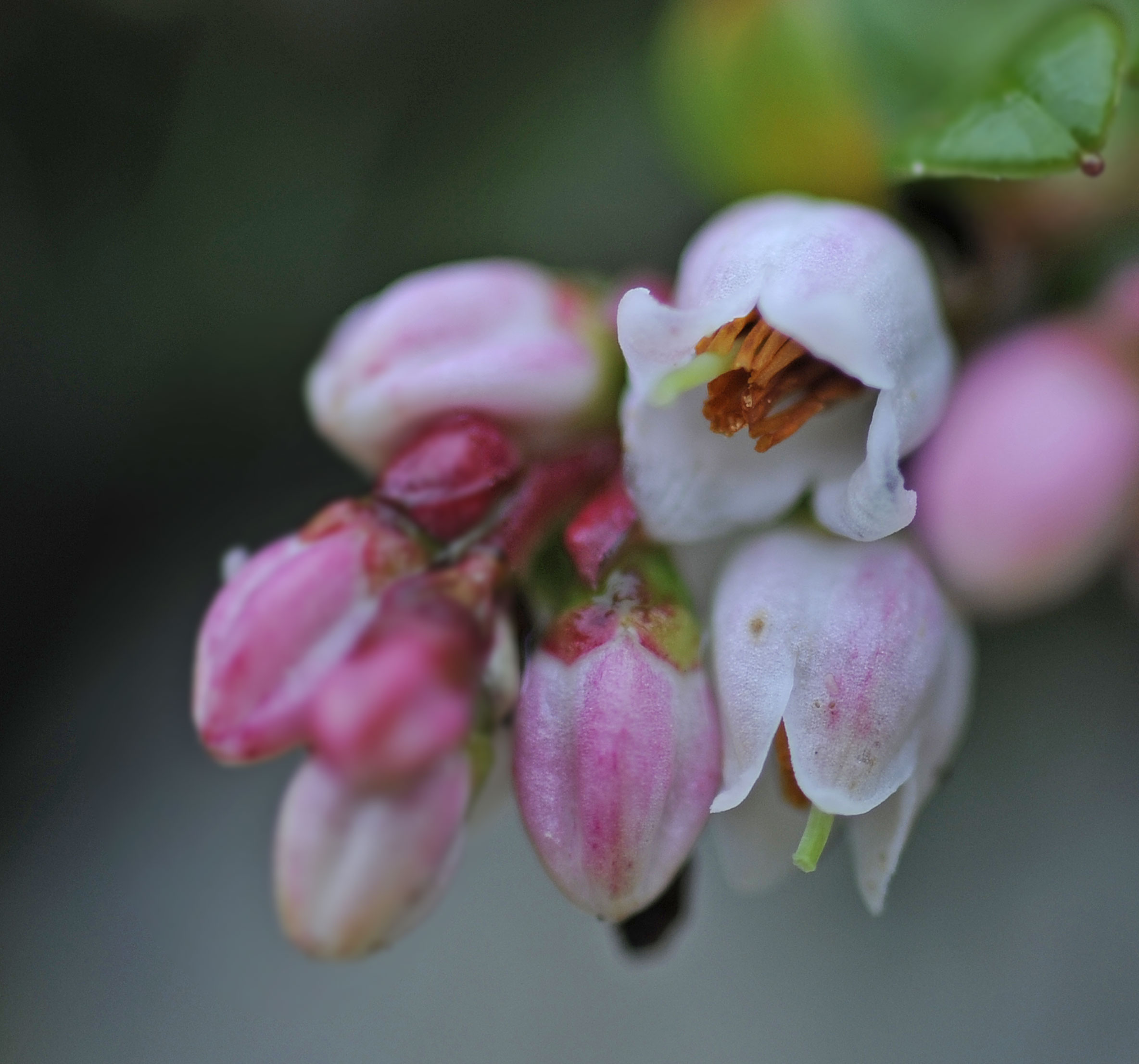 エーデルワイス : photokiti写真日誌