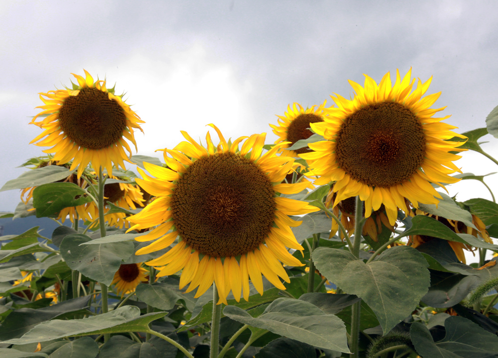 葛城市 山田 ヒマワリ : 魅せられて大和路