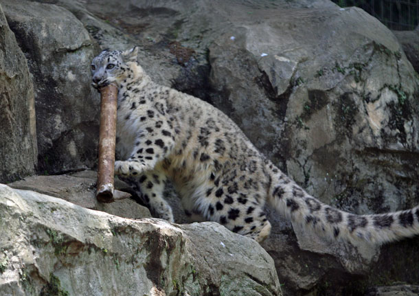 おもちゃ咥えて : 動物園放浪記