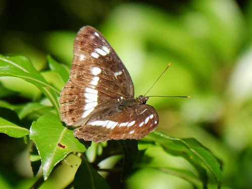 イチモンジチョウ、コチャバネセセリ、ムラサキシジミ、ウスバカゲロウ、ヤマホトトギス : 花と葉っぱ