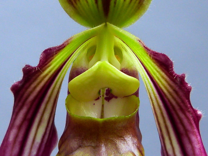 Paphiopedilum sangii : 花咲か父さん 洋らん栽培