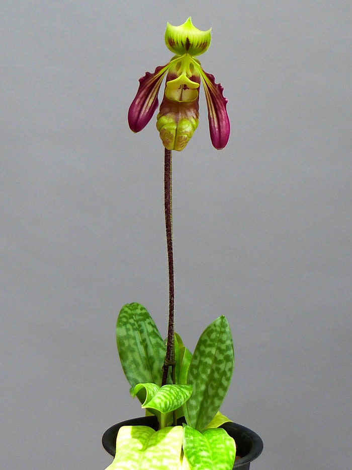 Paphiopedilum sangii : 花咲か父さん 洋らん栽培