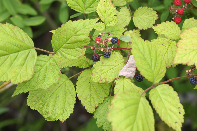 クロイチゴ Rubus mesogaeus : 鳥平の自然だより（植物編）