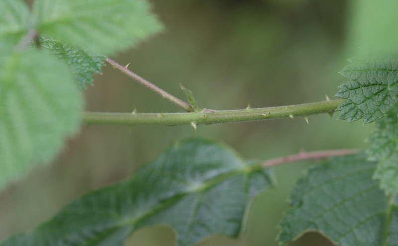 クロイチゴ Rubus mesogaeus : 鳥平の自然だより（植物編）