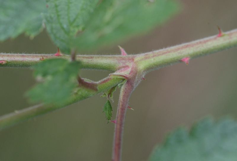クロイチゴ Rubus mesogaeus : 鳥平の自然だより（植物編）