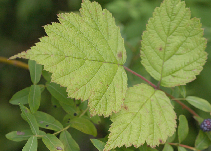 クロイチゴ Rubus mesogaeus : 鳥平の自然だより（植物編）