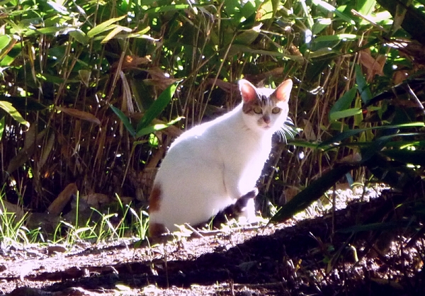 白猫のお出迎え : 気楽じい～の蓼科偶感