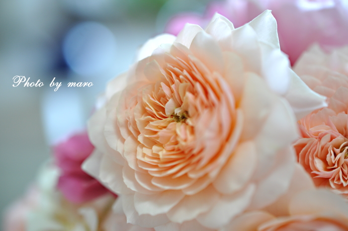 チャリティーローズ KIZUNA ･絆 の色の変化 と 雑誌 Old Roses♪♪ : 麻呂犬写真館 *mamiphon*