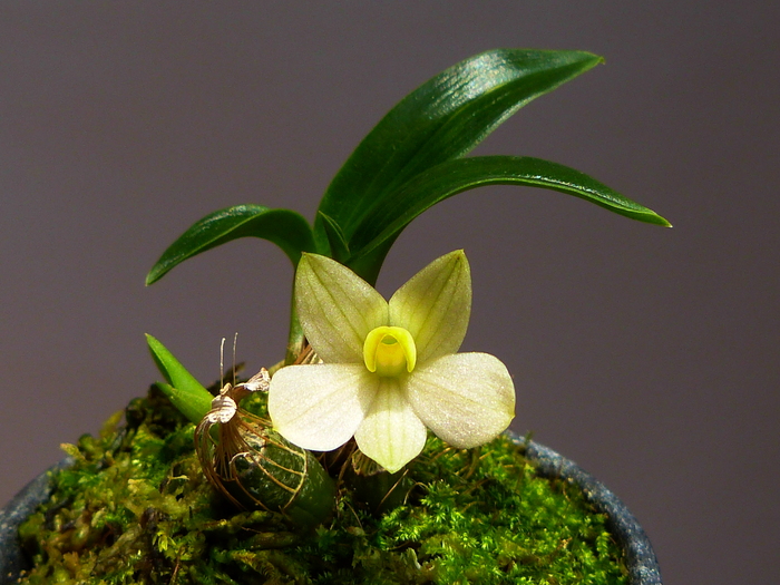 Den. laevifolium fma. aureum : 花咲か父さん 洋らん栽培