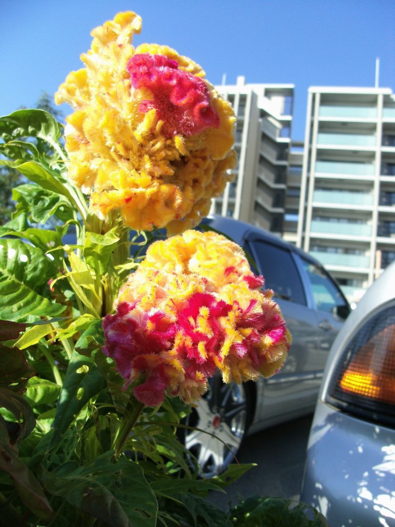 マフラーを編もうと思います : たとえば風に向かって 2