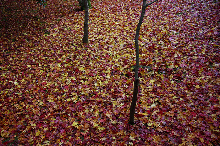 紅葉の大徳寺 －高桐院（散り紅葉の頃）－ : MEMORY OF KYOTOLIFE