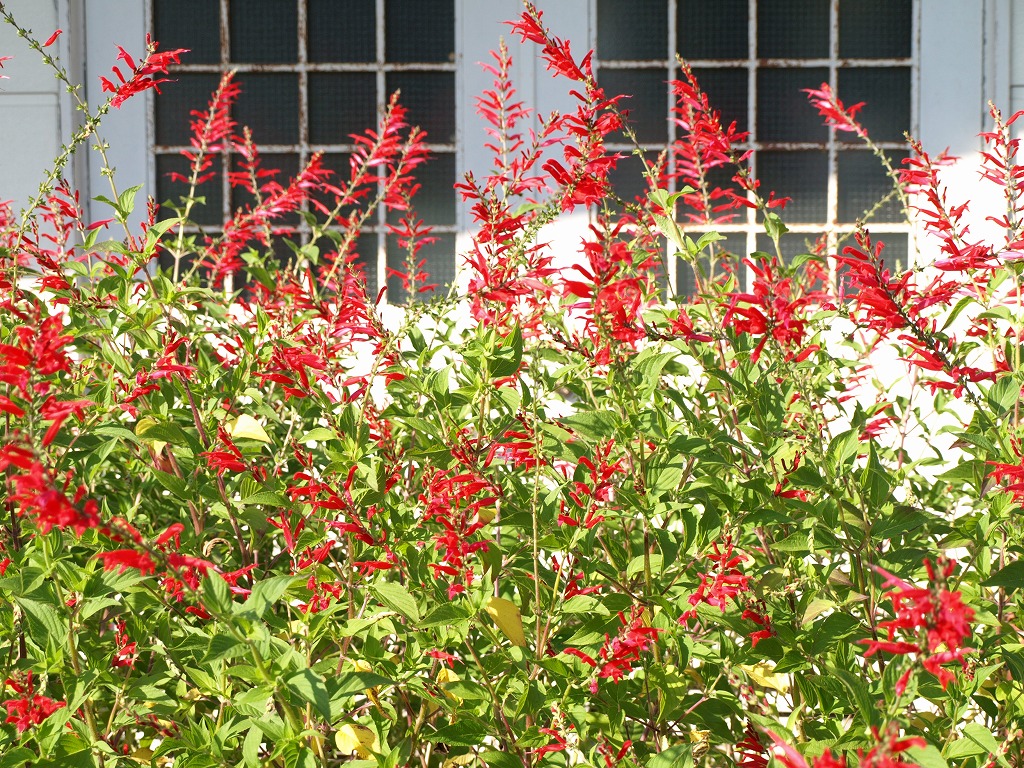 『香りの森公園 秋風景』 : 自然風の自然風だより