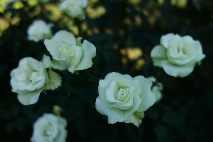 旧古河庭園と六義園 : 「趣味はウォーキングでは無い」