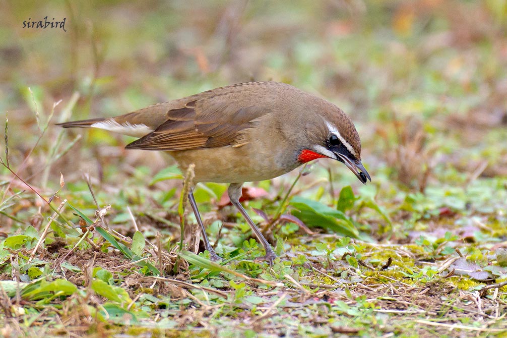 ノゴマ（旅鳥 野駒、全長約16㎝） : チャレンジ！ 日々の散歩道