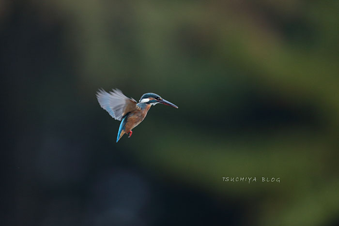 近くで写せたカワセミのホバーリング : TSUCHIYA BLOG