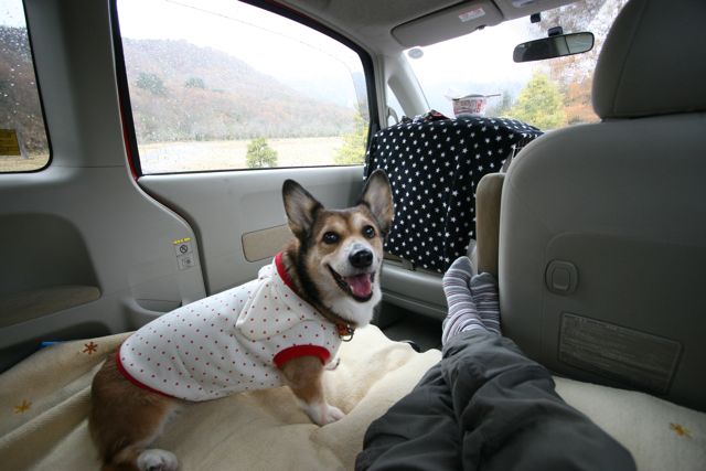 雨の車中で小人さんと : お転婆コーギー犬とEOS Kiss Dでのお散歩フォト