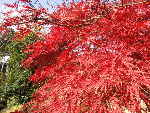 西条市本谷温泉・日本庭園公園の紅葉…2012・11・25 : 徳ちゃん便り