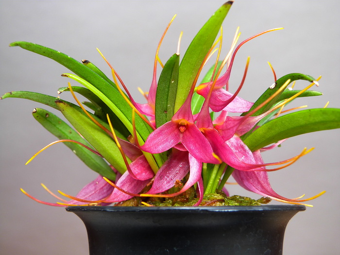 Masdevallia roseola : 花咲か父さん 洋らん栽培