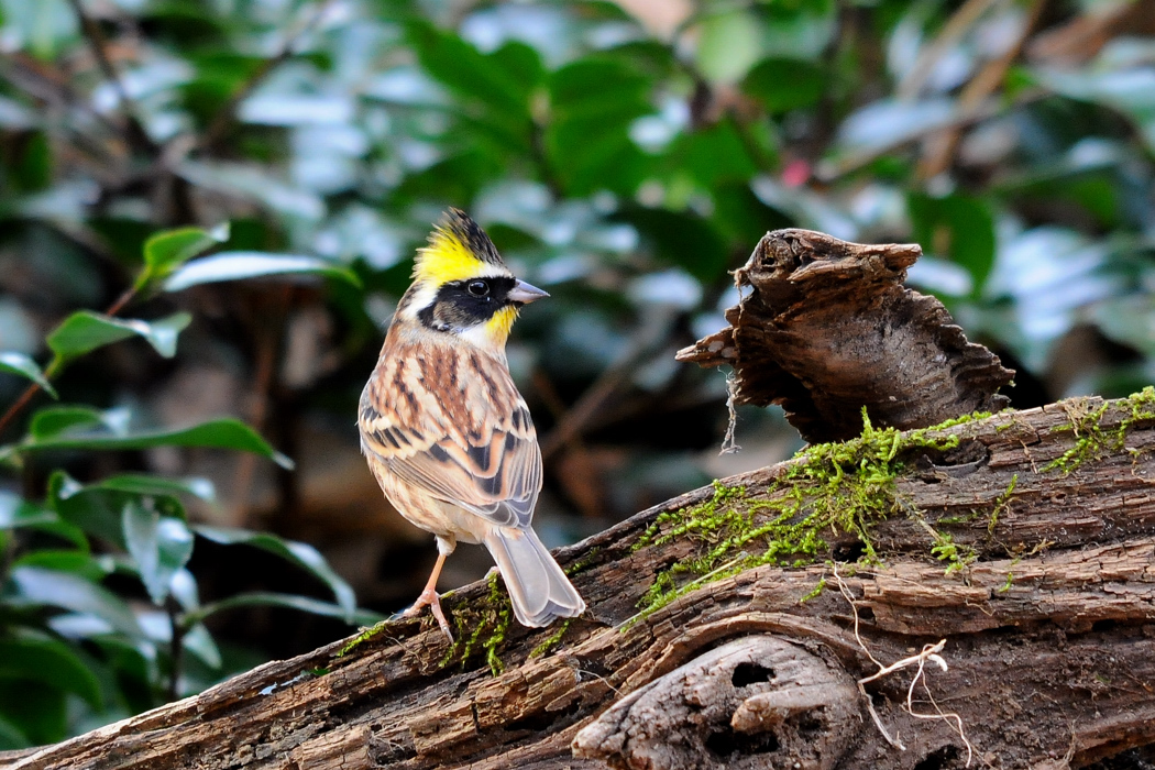 ミヤマホオジロの美 : 花鳥撮三昧