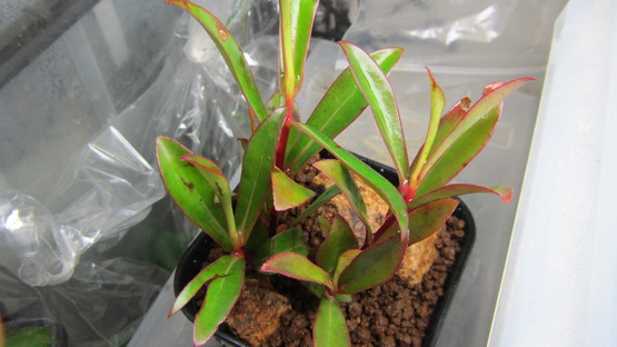 Ploiarium alternifolium from borneo : コケシノブログ‐苔忍録‐