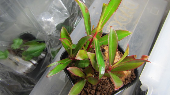 Ploiarium alternifolium from borneo : コケシノブログ‐苔忍録‐