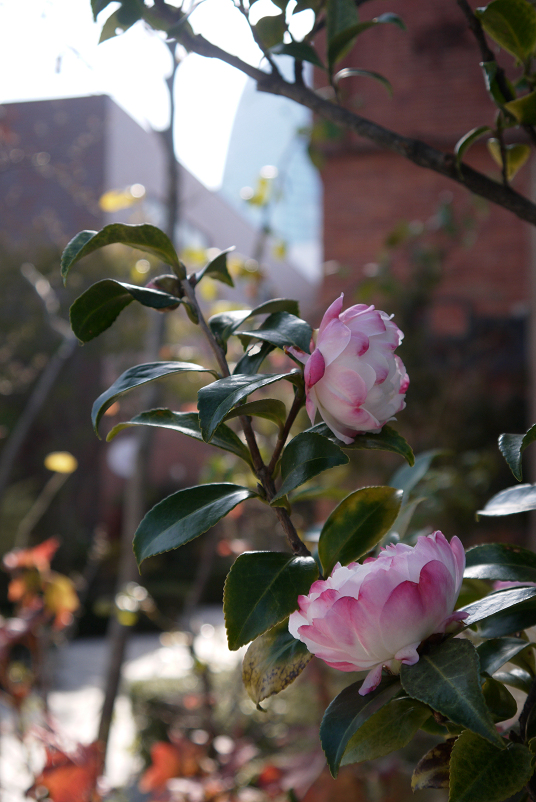 ノリタケの森にて 花への思い : Tavi's Photolog