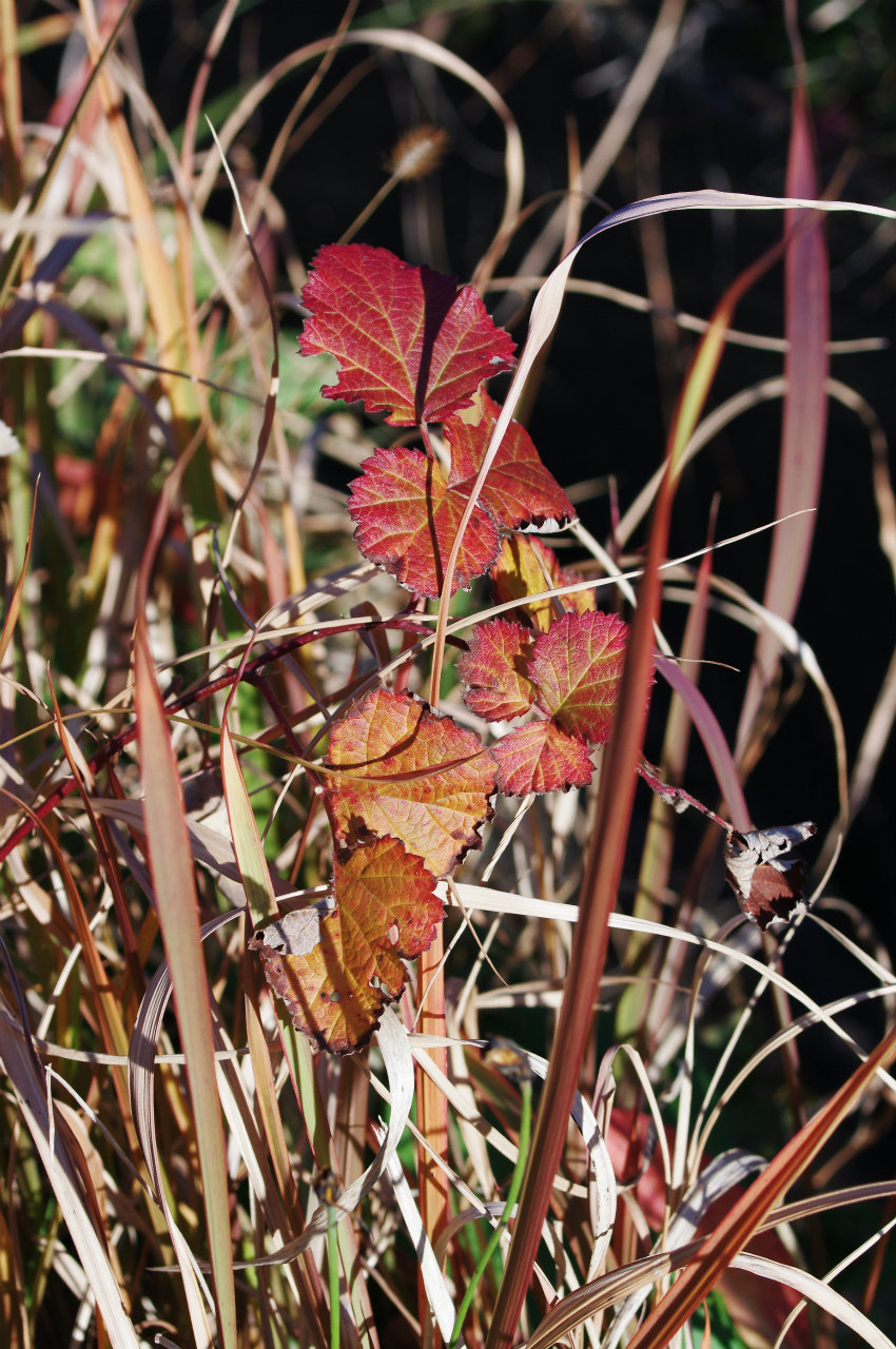 K-7 MF標準レンズ TAMRON SP 28-80mm (27A) : Photo ＆ Daily Life