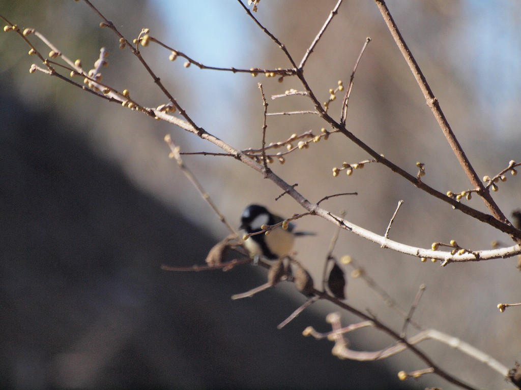 『素心蝋梅とシジュウカラ達』 : 自然風の自然風だより