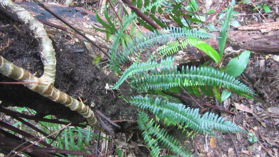 ナンバンホラゴケ Cephalomanes obscurum var siamene : コケシノブログ‐苔忍録‐