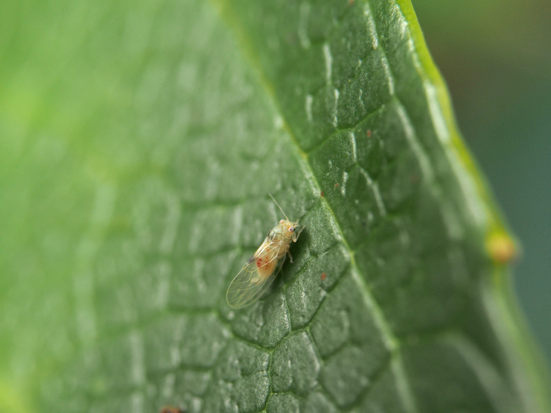 ヤツデキジラミ？ 1381 : 小さき者たちの世界