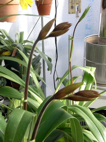 Paph Alex's Spots (2013.1.9) : ブログに挑戦らんらん蘭日記