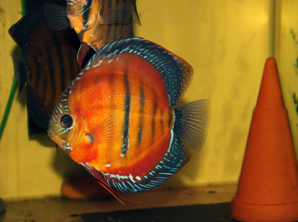 German Discus : 円盤ニュース