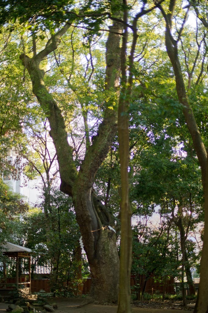 生田の森 生田森坐社 兵庫県神戸市 : 空 sora そら