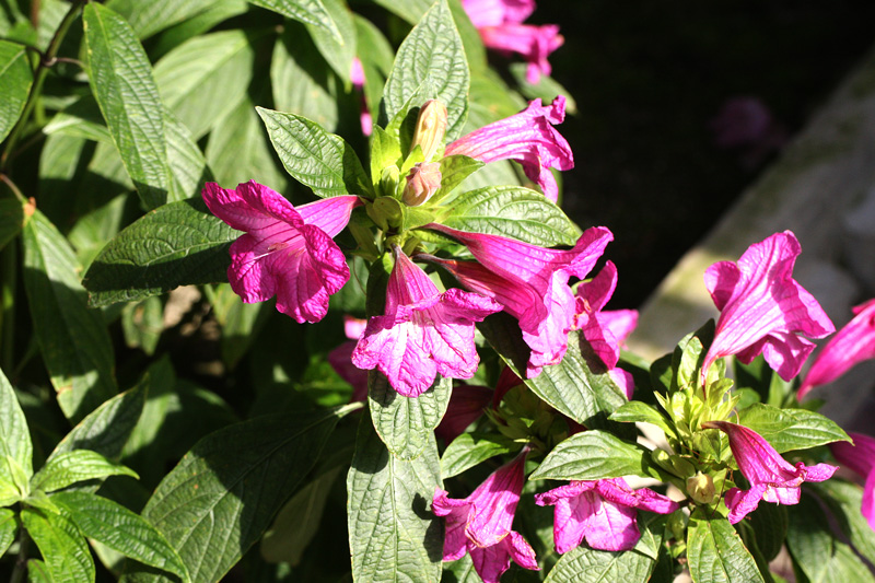 ルュエリア・マクランタ（マクランサ） Ruelia macrantha : 鳥平の自然だより（植物編）